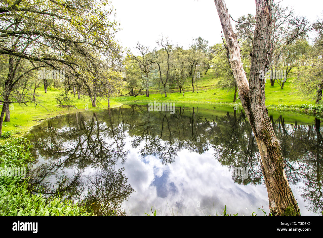 Reflection Of Trees Surrounding Remote Pond Stock Photo - Alamy