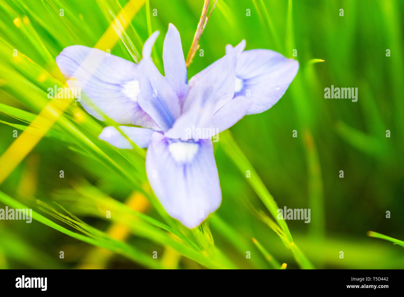 This is a capture of some flowers taken during spring 2019 in Lebanon ...
