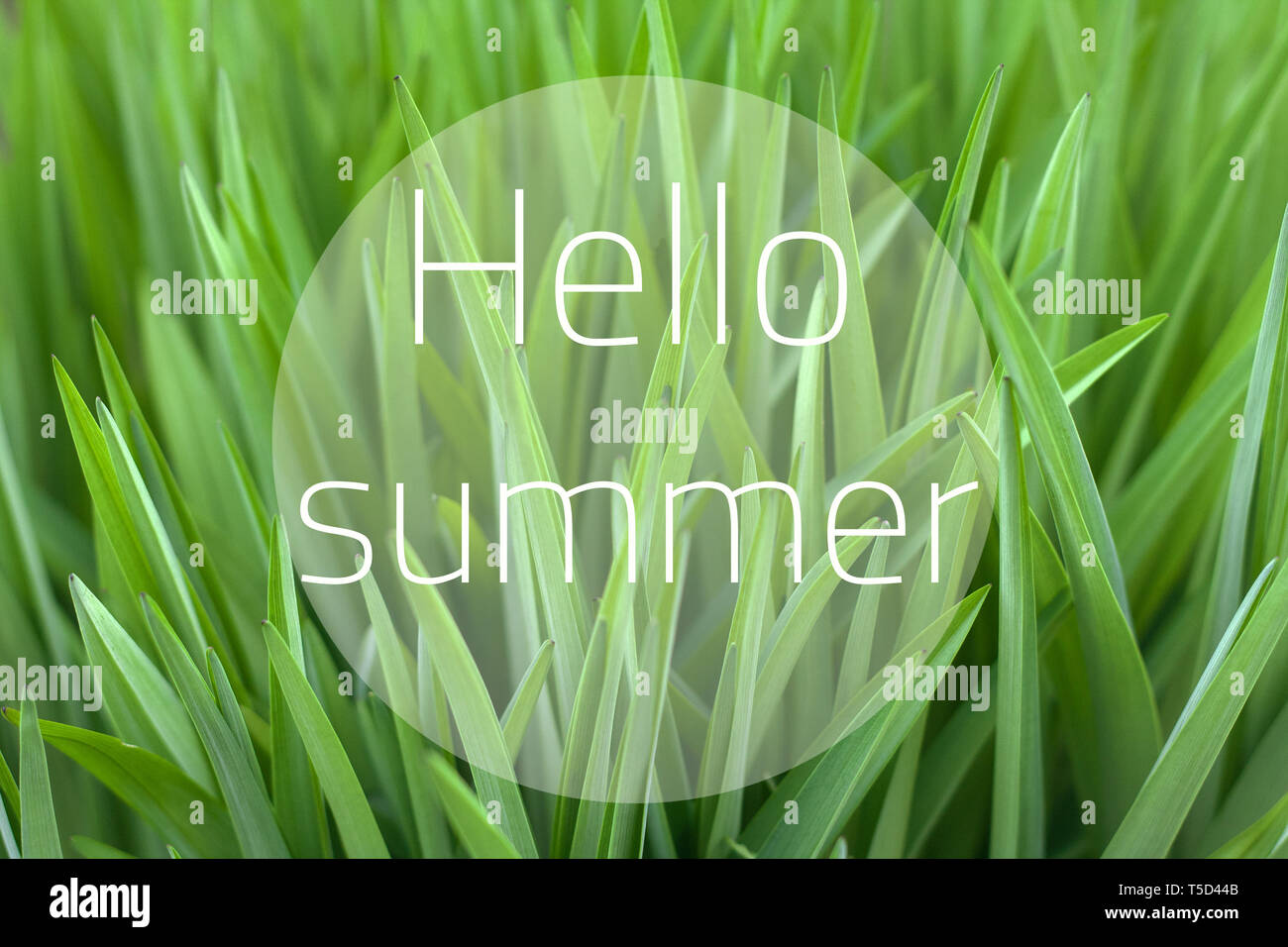Hello summer lettering hi-res stock photography and images - Alamy
