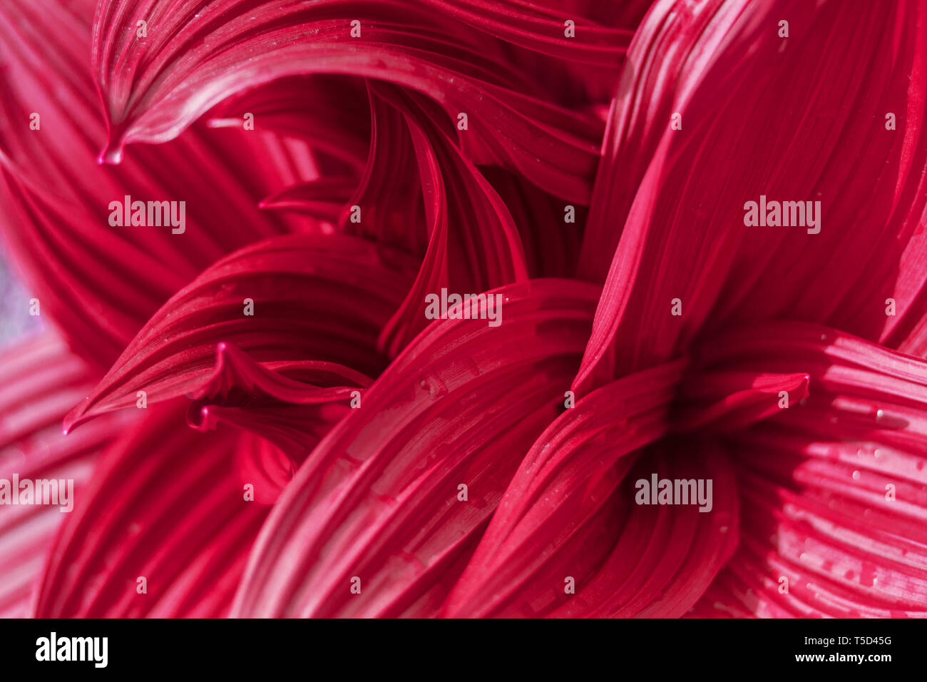 Vivid curved pink leaves abstract texture. Nature background Stock ...