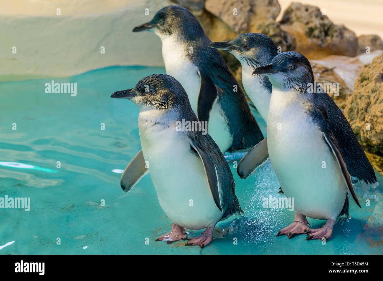 Little penguins of australia hi-res stock photography and images - Alamy