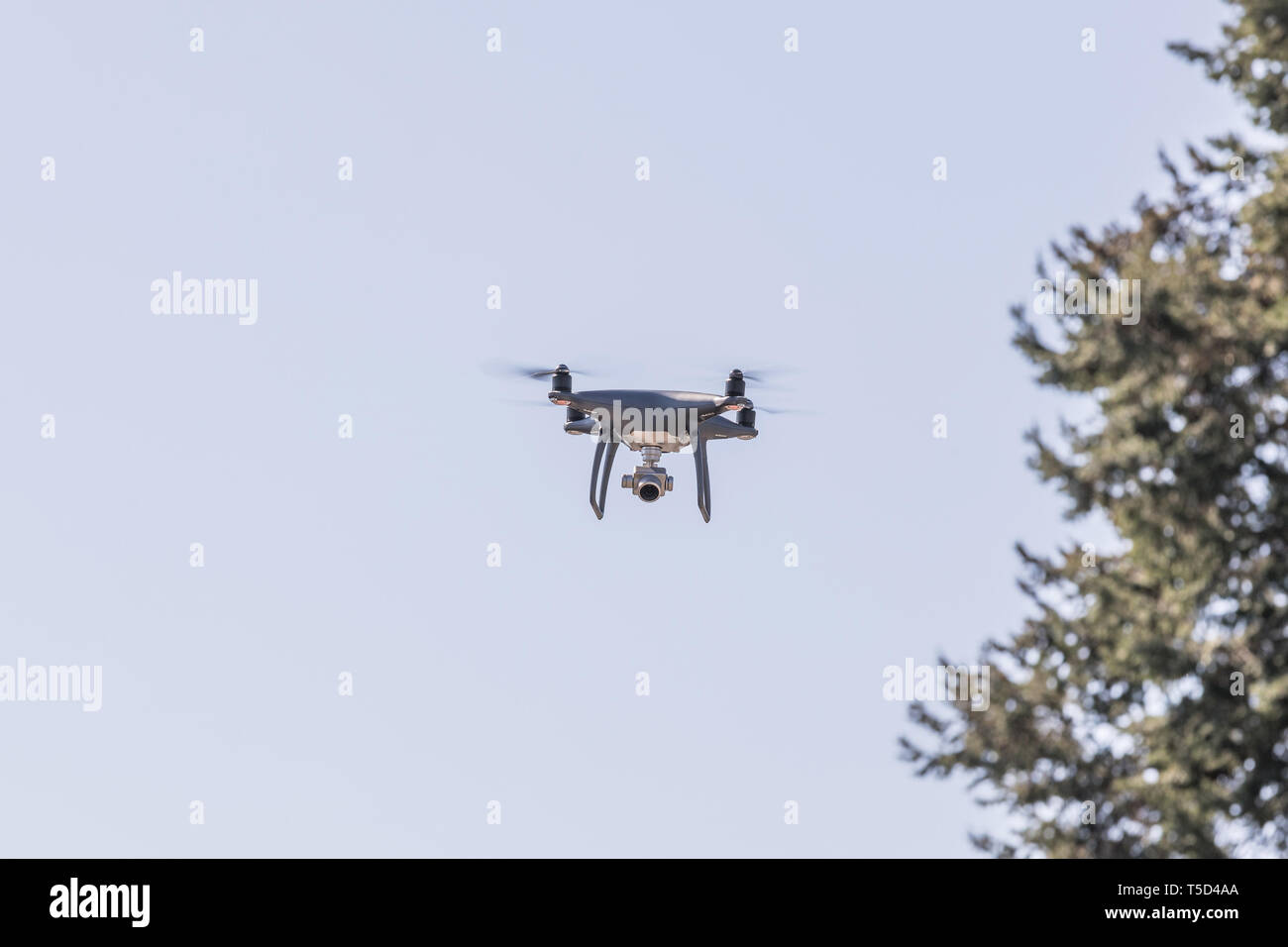 Silver gray fly hi-res stock photography and images - Alamy