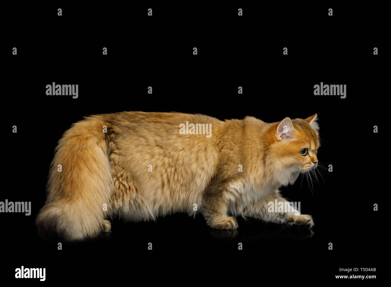 British Cat with adorable Red Fur walk on Isolated Black Background ...