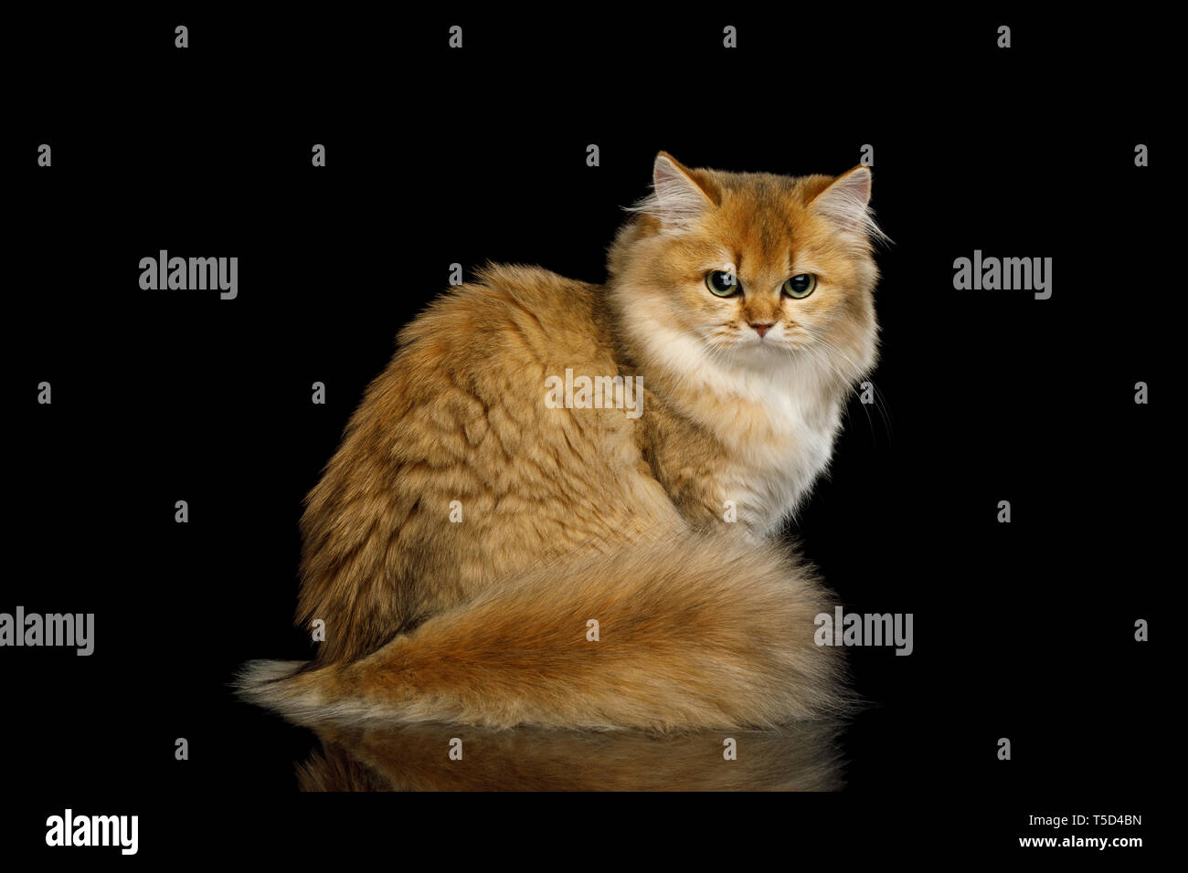 Angry British Red Cat with adorable Furry tail, angry looking back on ...