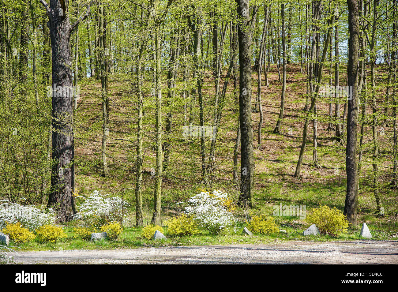 Central european deciduous forest in the spring Stock Photo - Alamy
