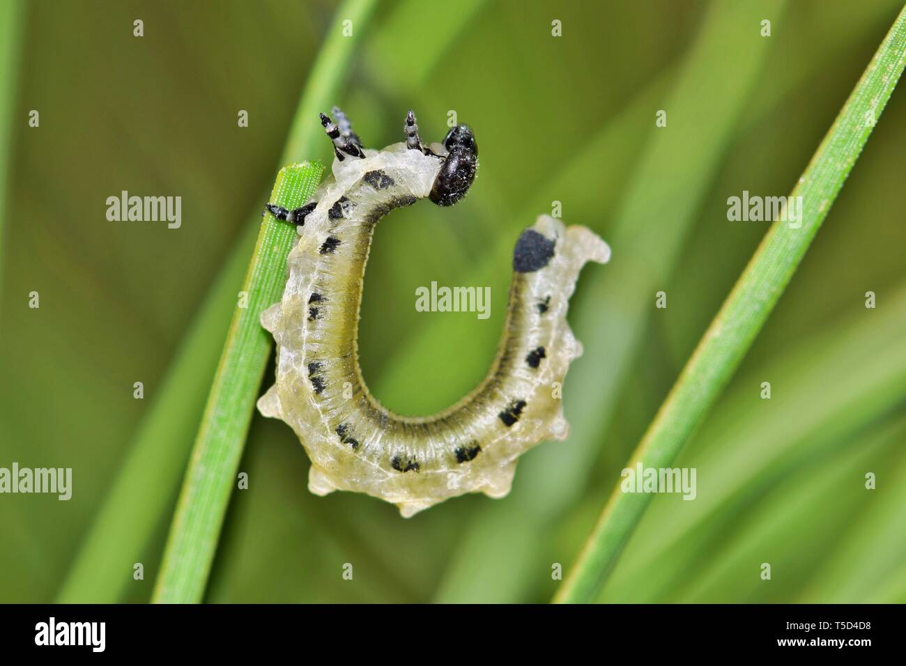 A single Sawfly larva on a pine needle doing some interesting circular ...