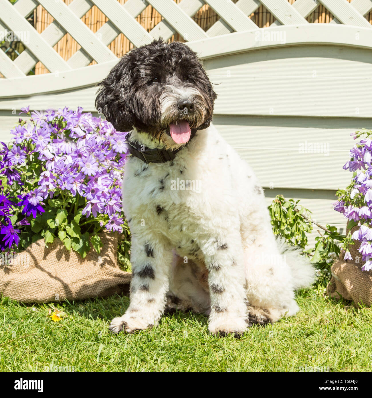 Cute Black White Cockapoo High Resolution Stock Photography and Images ...