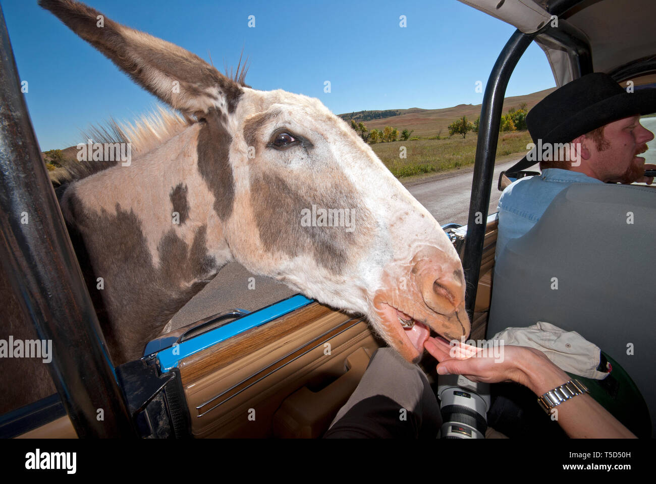Wild donkey takes food from a woman's hand during a safari tour in ...