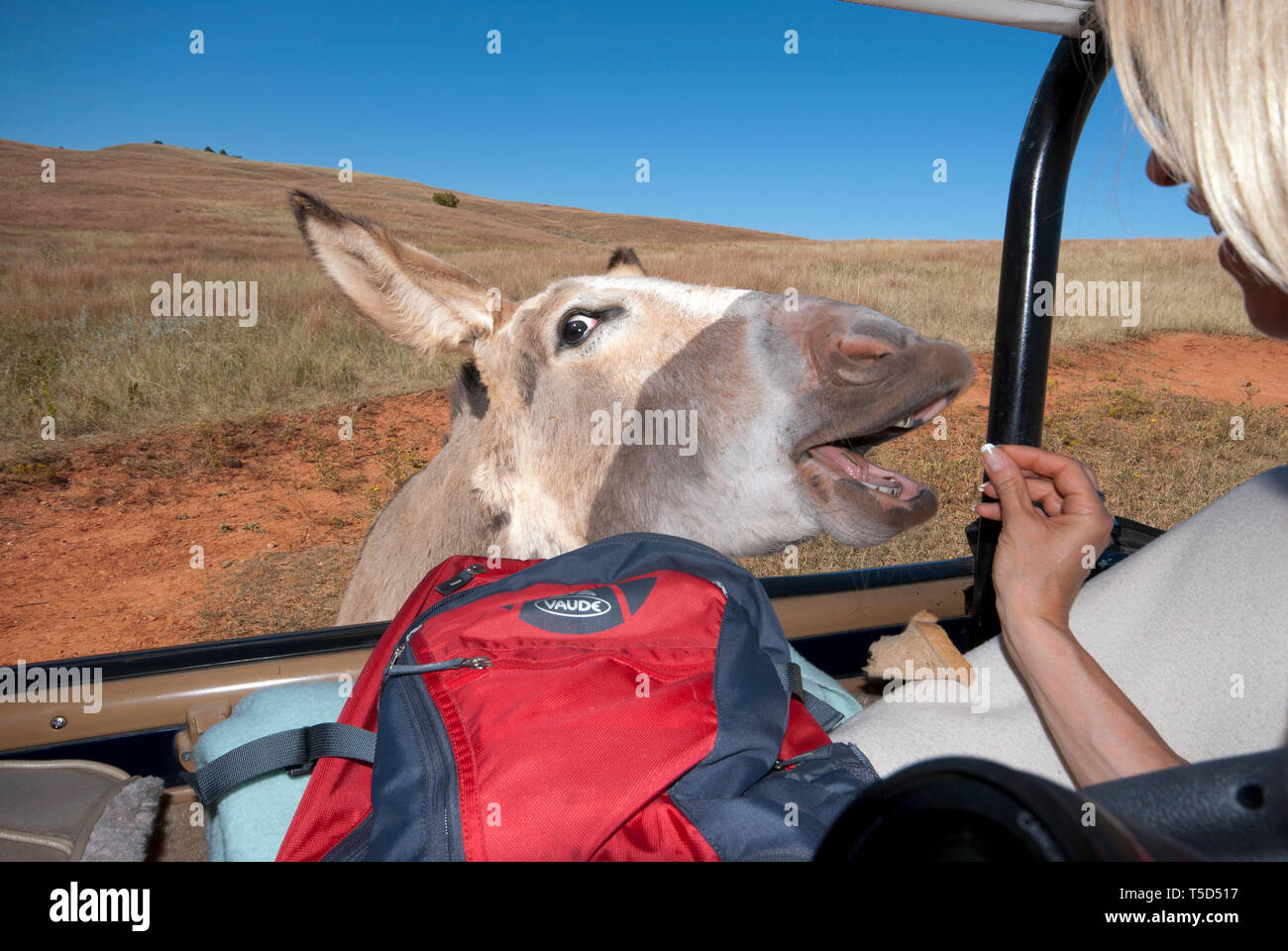 Wild donkey takes food from a woman's hand during a safari tour in ...