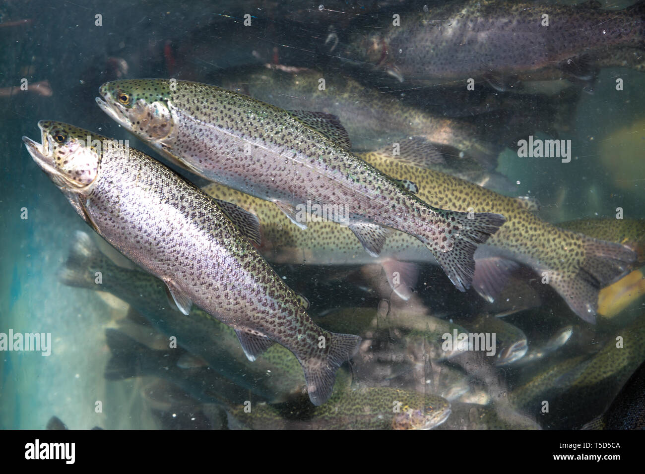 Trout face closeup hi-res stock photography and images - Alamy