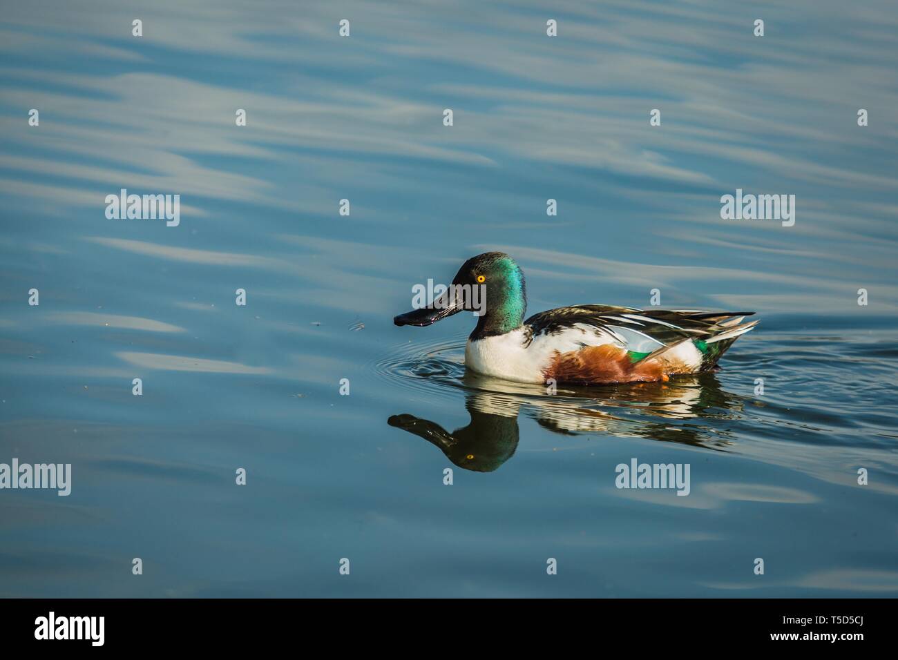 Wild northern shoveler, white and brown male duck with iridescent dark ...