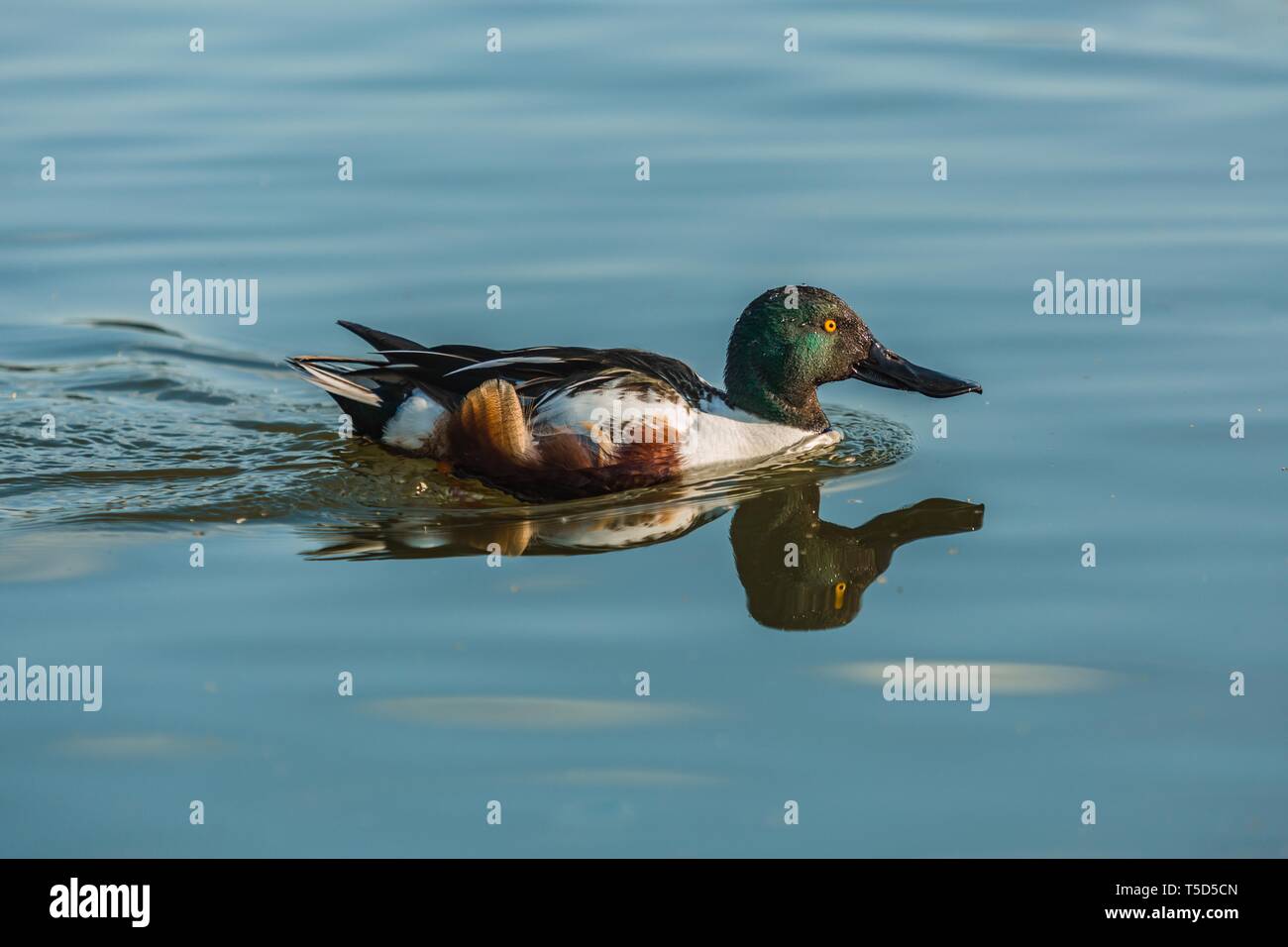 Wild northern shoveler, white and brown male duck with iridescent dark ...
