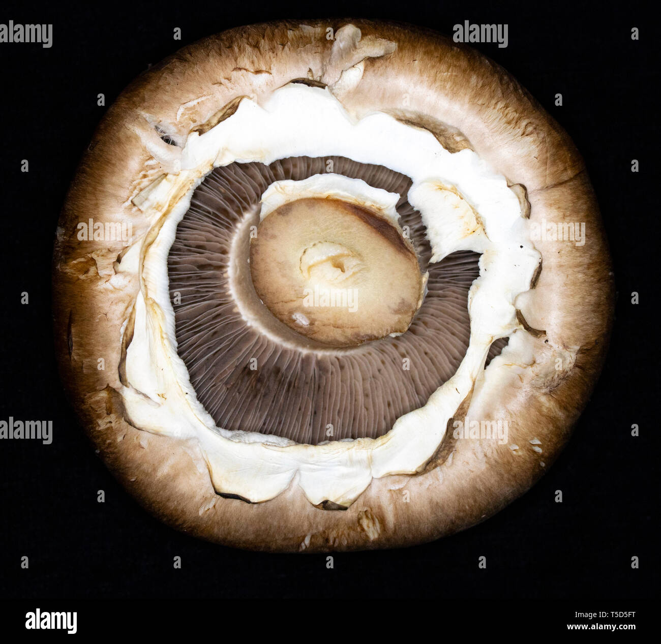 Portobello Mushroom High Resolution Stock Photography and Images - Alamy