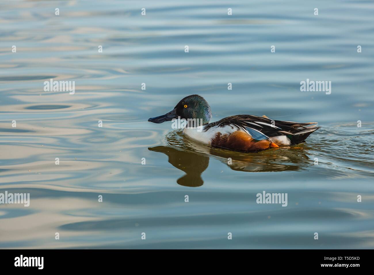 Wild northern shoveler, white and brown male duck with iridescent dark ...