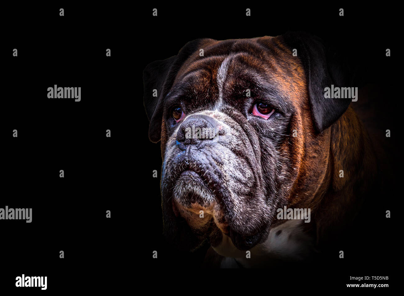 Boxer puppy head shot hi-res stock photography and images - Alamy