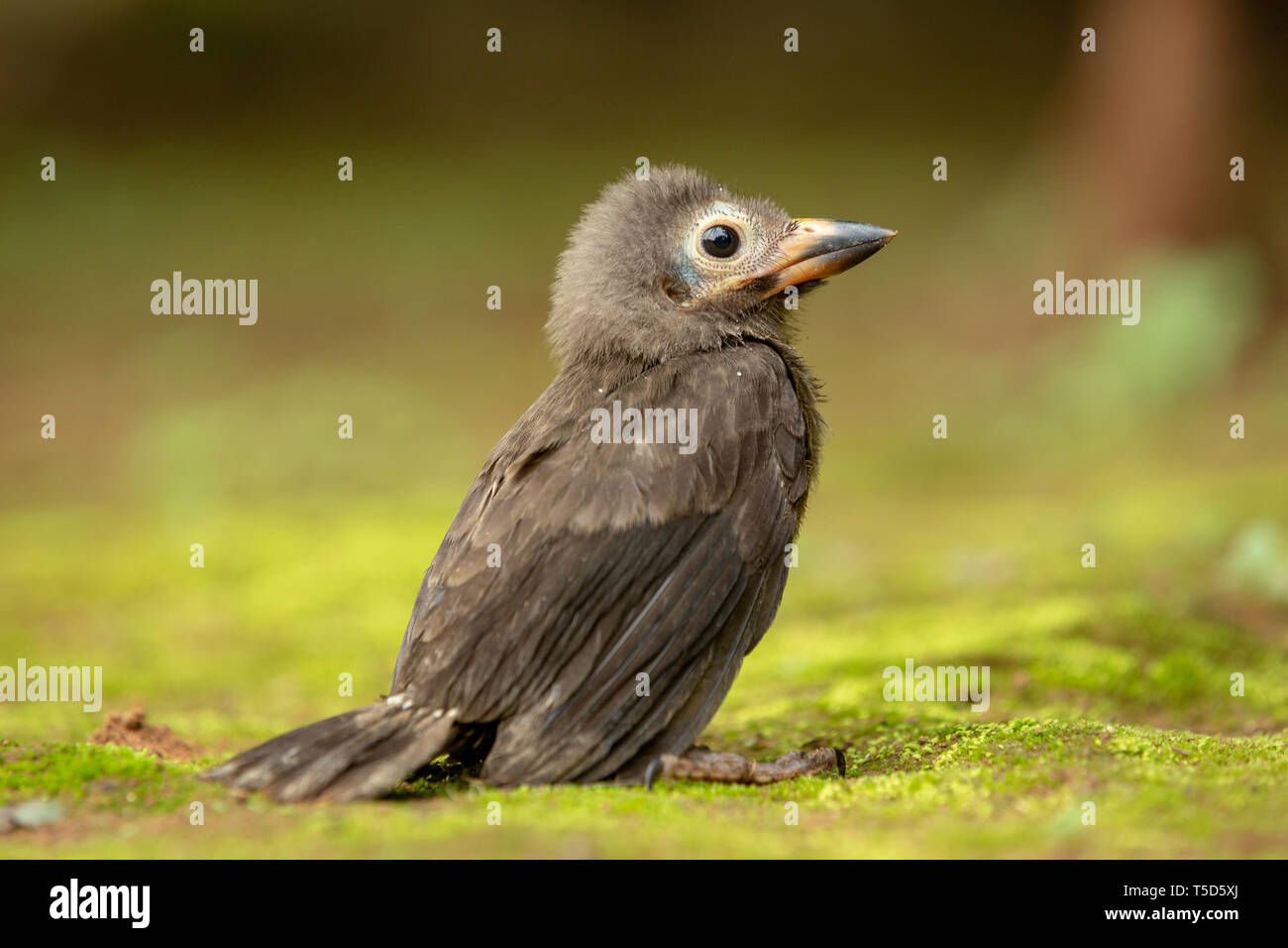 Ground bird hi-res stock photography and images - Alamy