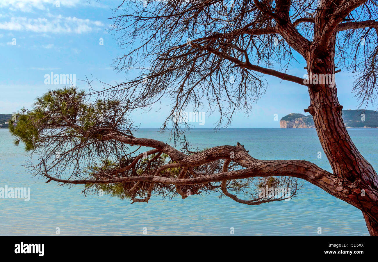 pine tree on sardinian beach of Mugoni in summer Stock Photo - Alamy