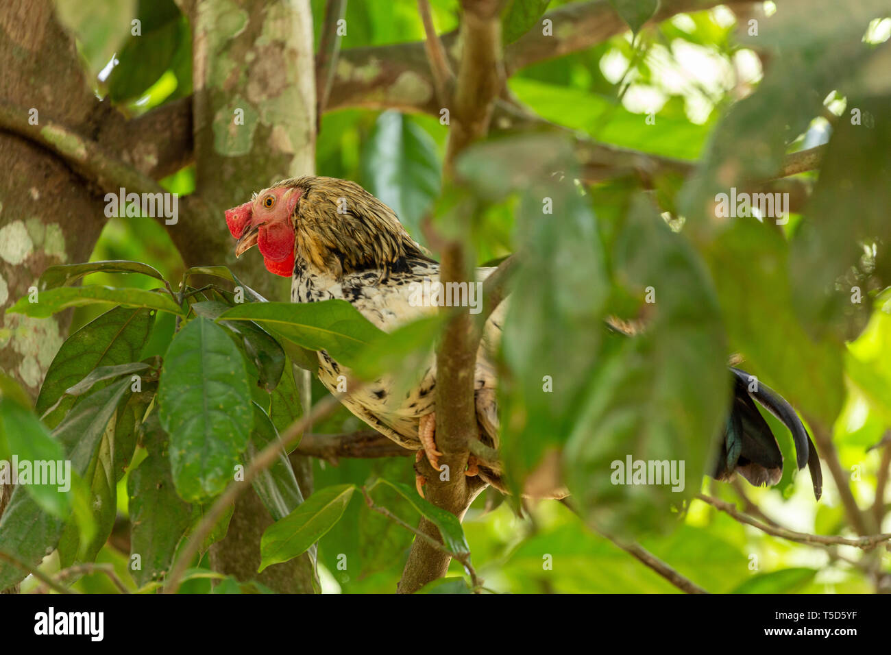 Chicken roosting in a tree Stock Photo - Alamy