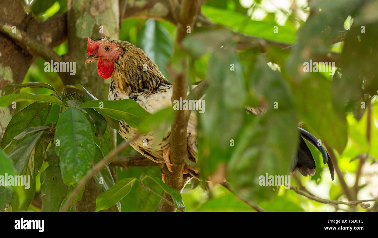 Chicken tree hi-res stock photography and images - Alamy