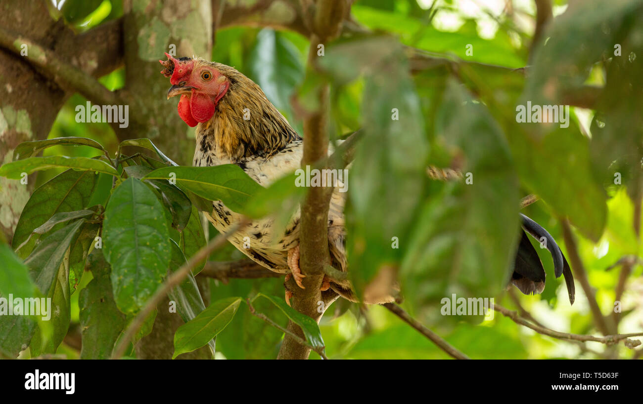 Chicken roosting in a tree Stock Photo - Alamy