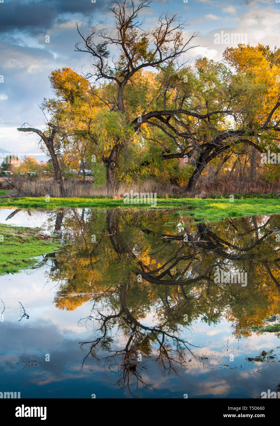 Pond Reflection after a rain storm Stock Photo - Alamy