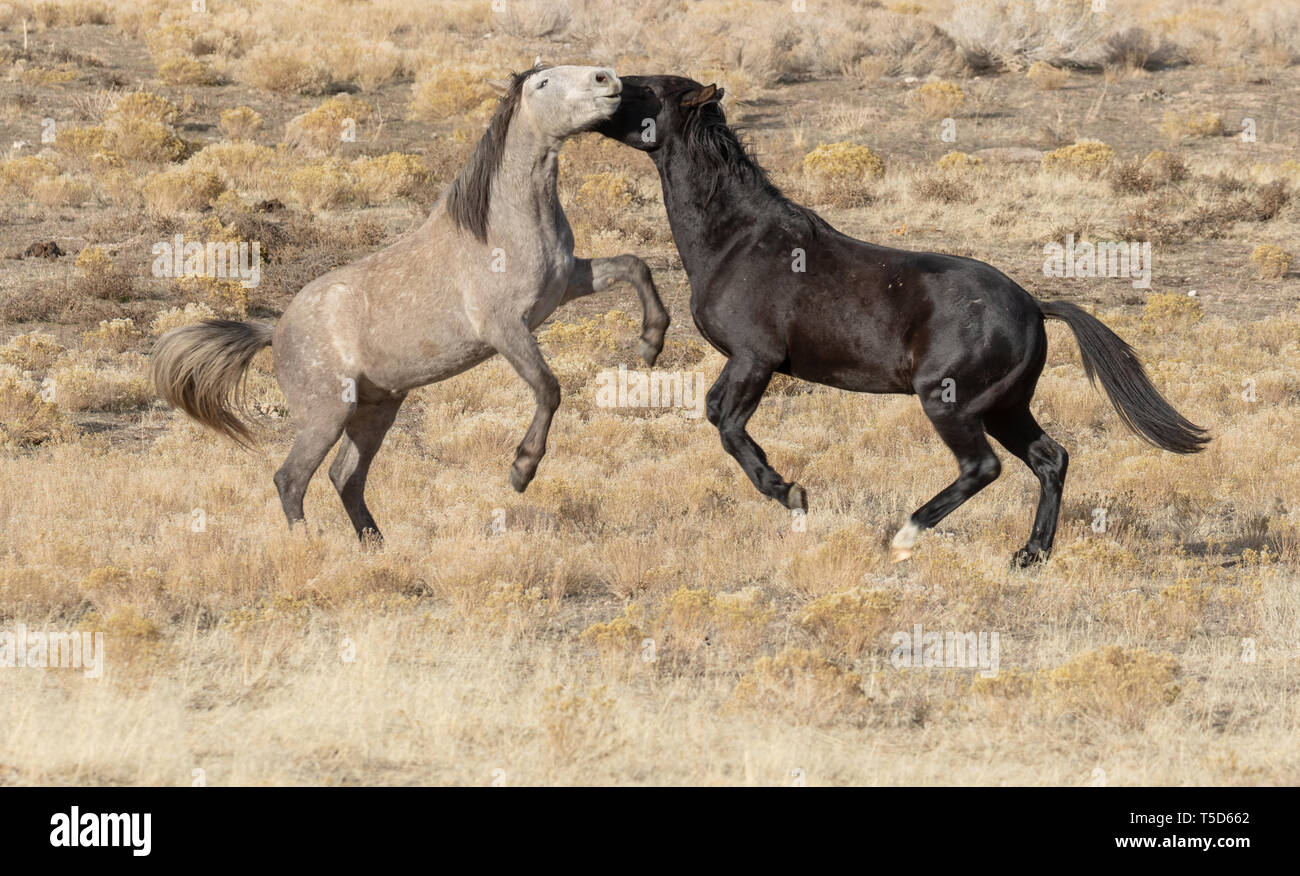 Onaqui horse hi-res stock photography and images - Alamy