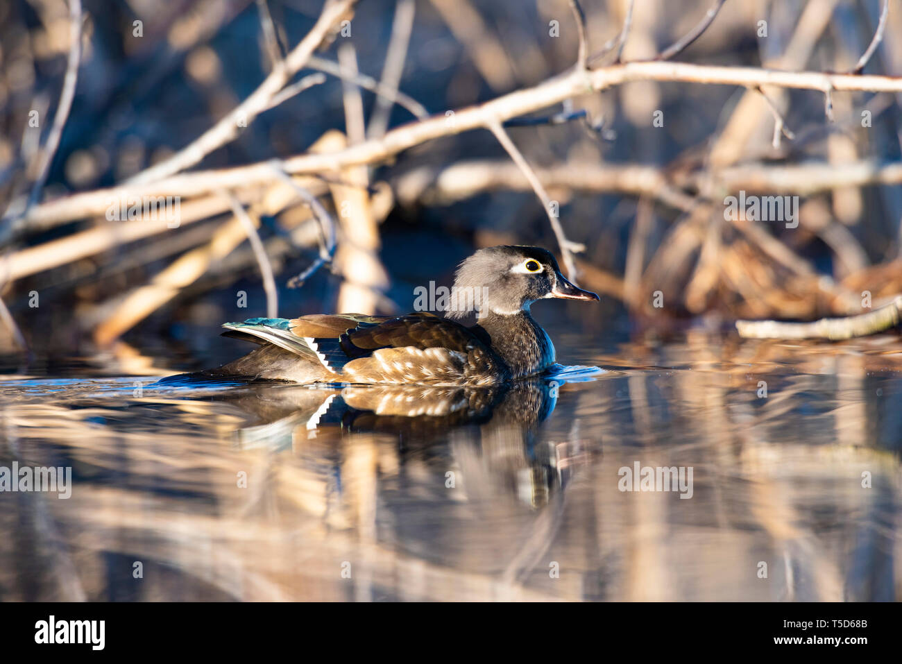Female woodduck hi-res stock photography and images - Alamy