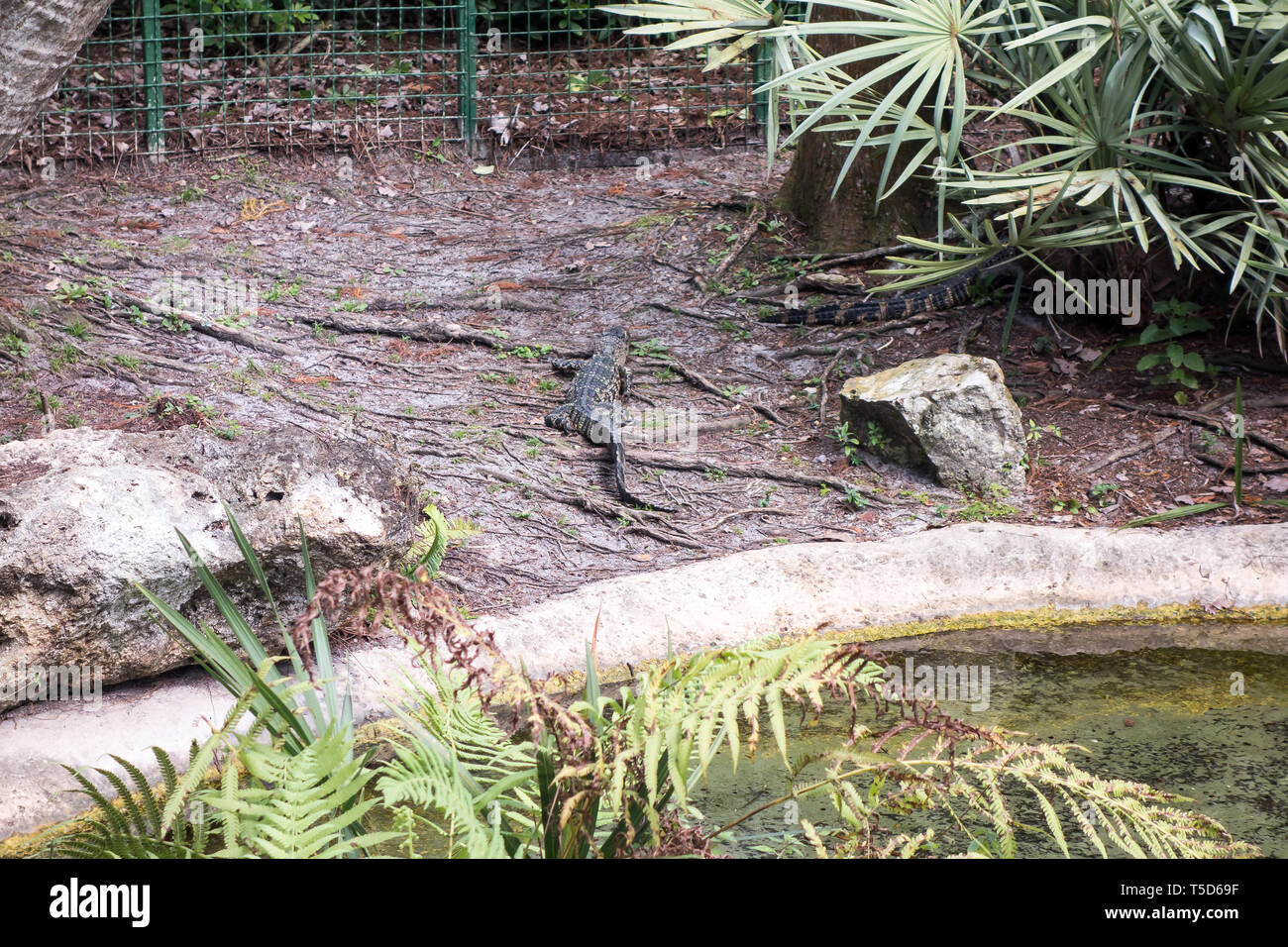 An American Alligator on display at Seaworld in Orlando Stock Photo - Alamy