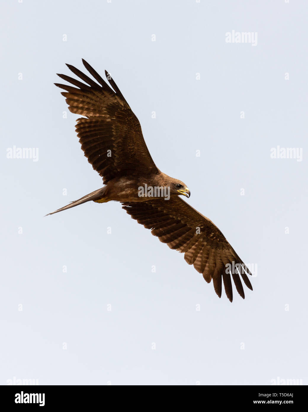 Yellow billed kite in flight Stock Photo - Alamy