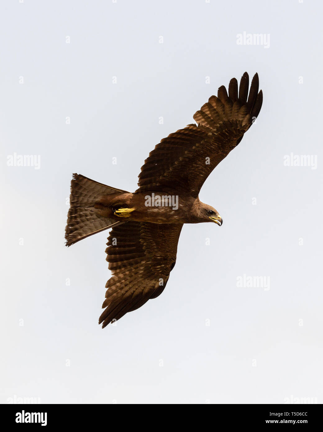Yellow billed kite in flight Stock Photo - Alamy