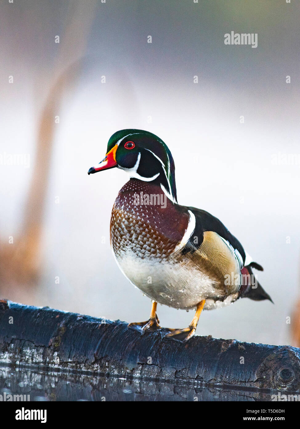 A Drake Wood Duck in the spring in Minnesota Stock Photo - Alamy