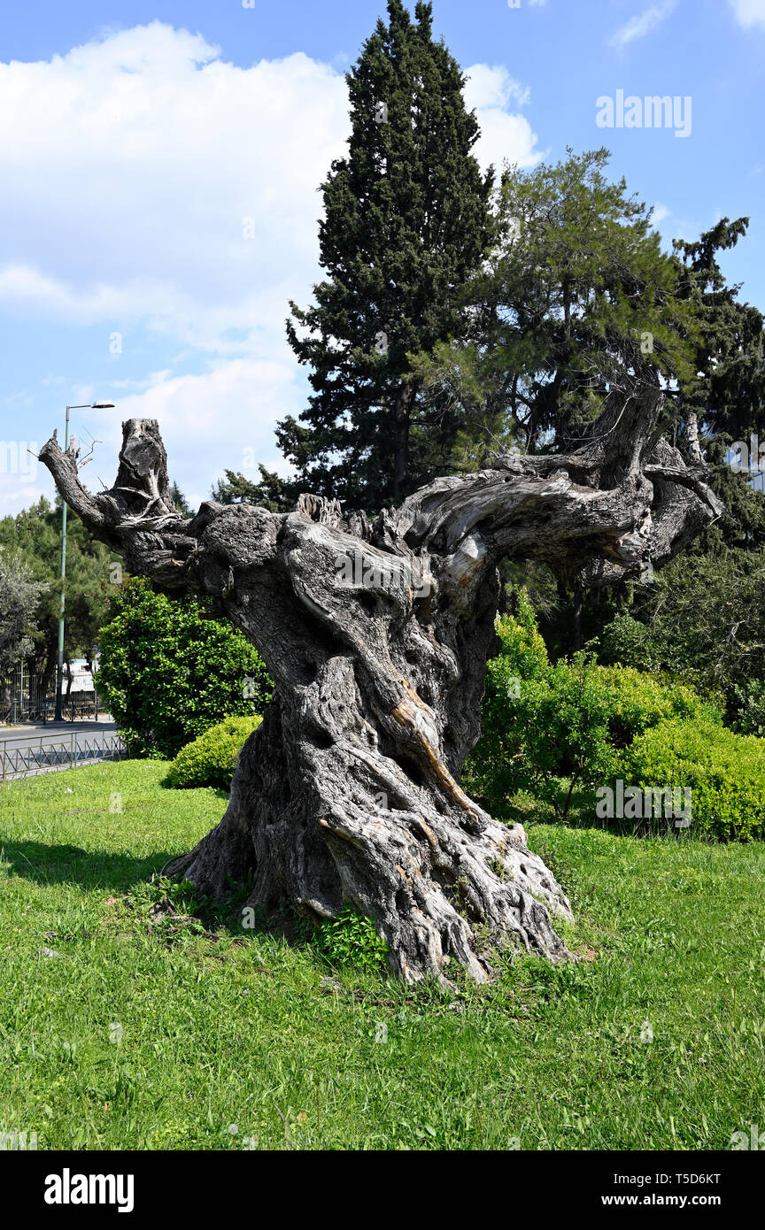 Old olive tree trunk in Athens, Greece Stock Photo - Alamy