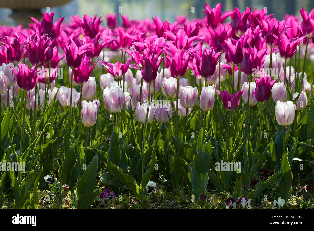 River of tulips hi-res stock photography and images - Alamy