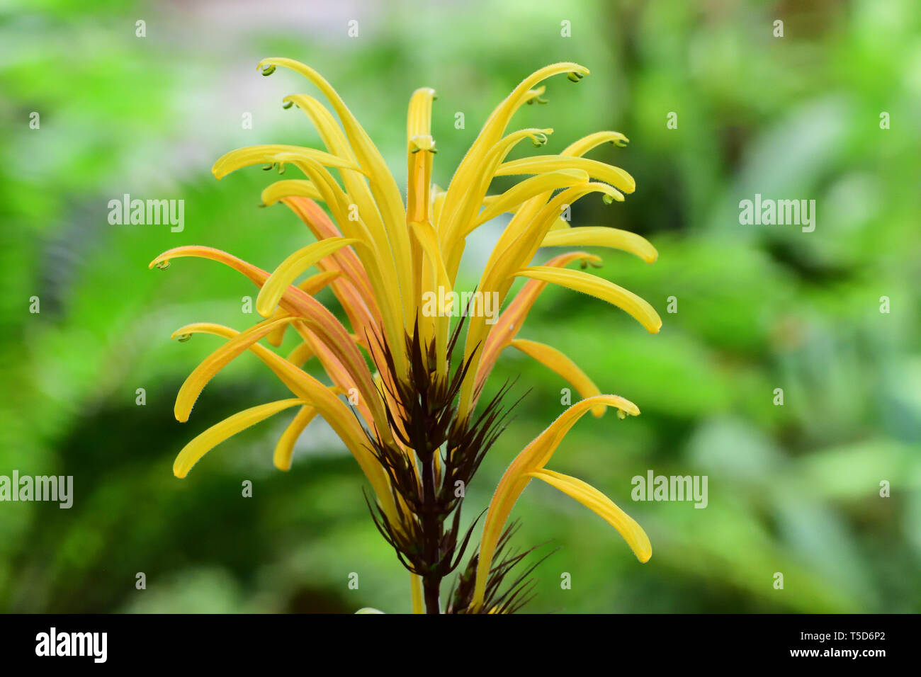 Close up of a yellow jacobinia (justicia umbrosa) flower in bloom Stock ...