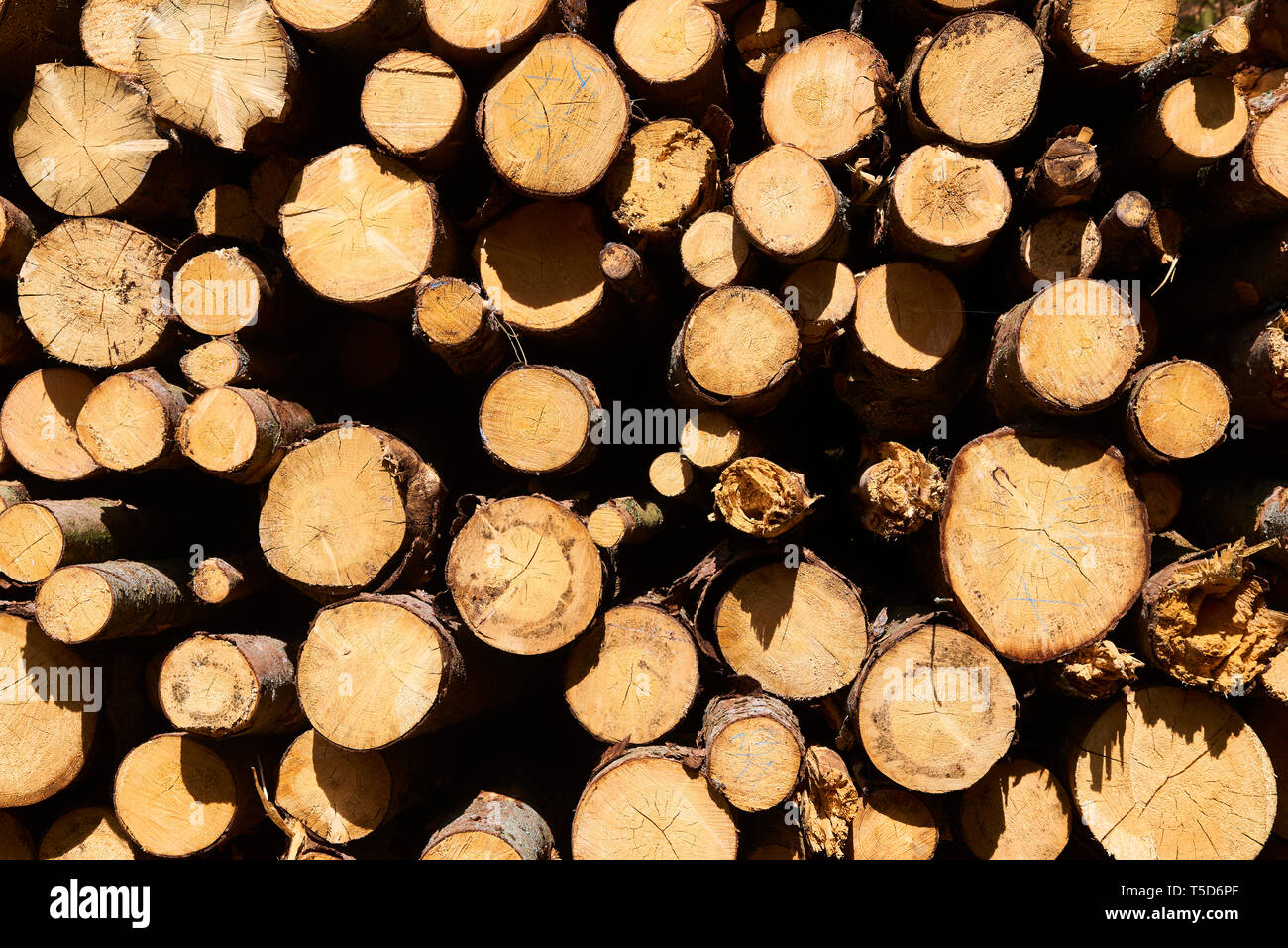 Woodpile of cut Lumber for forestry industry Stock Photo - Alamy