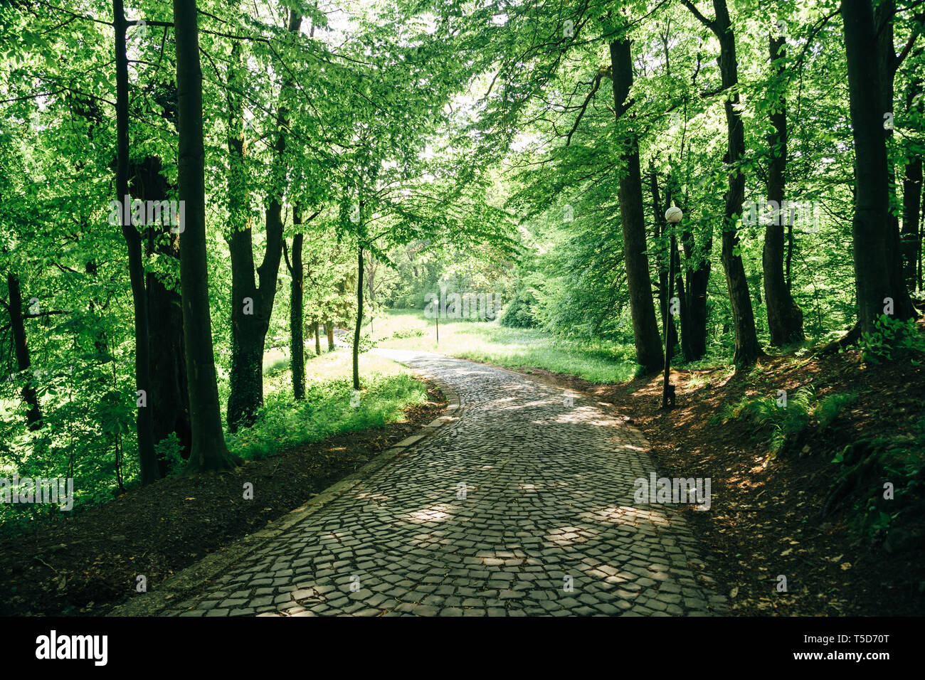 Beautiful park road surrounded by green trees. Colorful spring nature ...