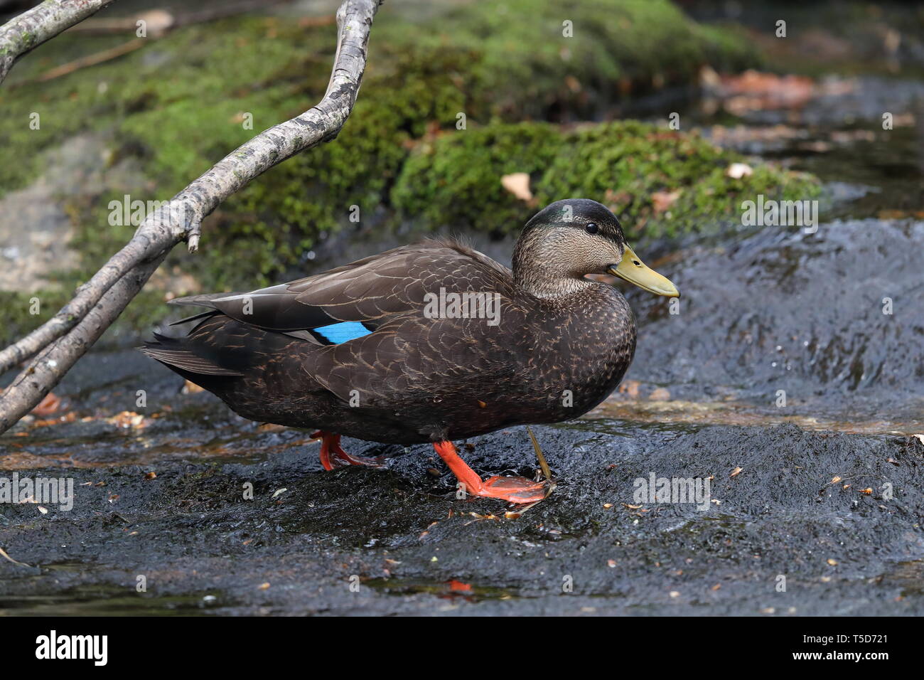 American black duck hi-res stock photography and images - Alamy
