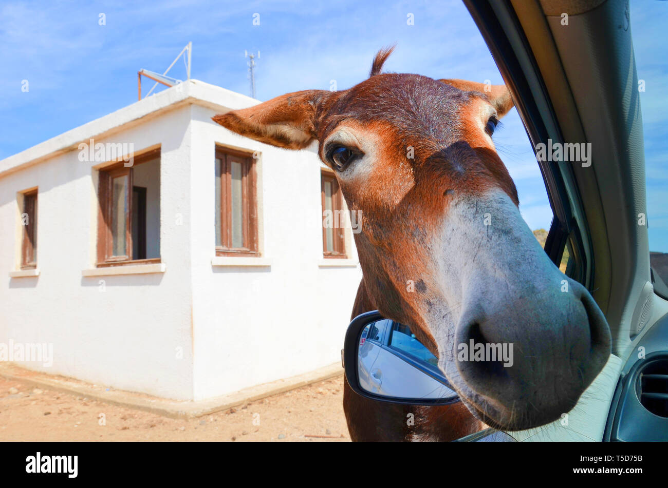 Wild brown donkey with his had in opened car window. White building in ...