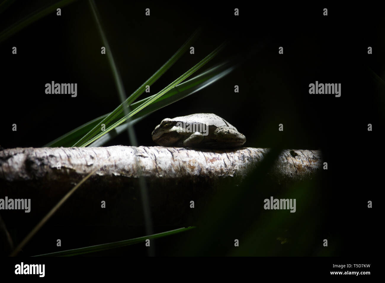 Grinning frog hi-res stock photography and images - Alamy