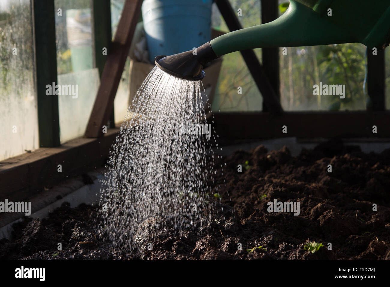 using watering can Stock Photo - Alamy