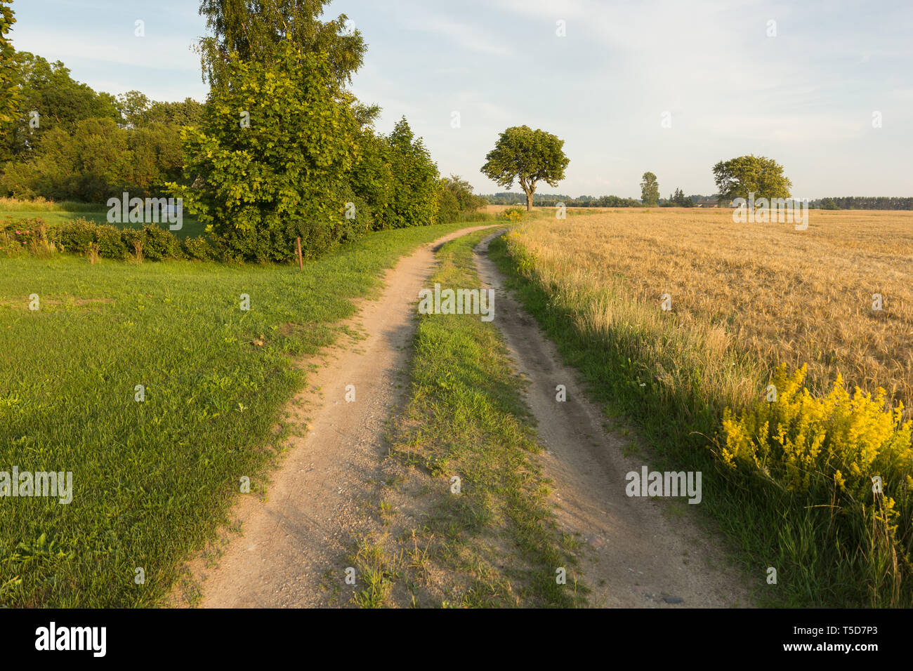 Wheat corn road hi-res stock photography and images - Alamy