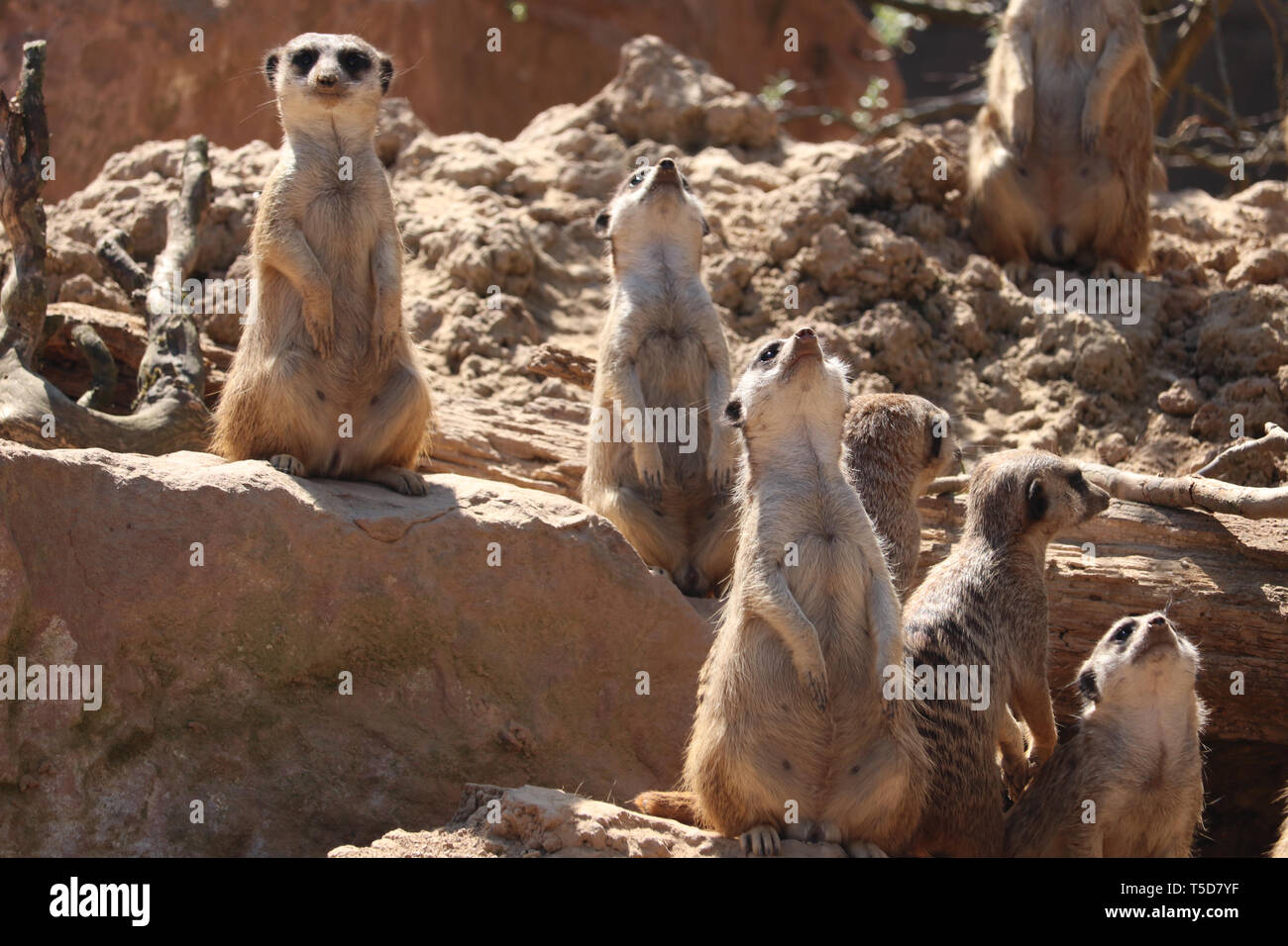 Mongoose family in the wild hi-res stock photography and images - Alamy