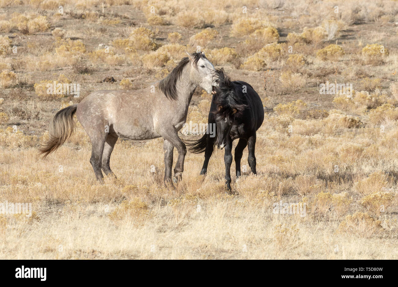 Wild Horse Stallions Fighting Stock Photo - Alamy