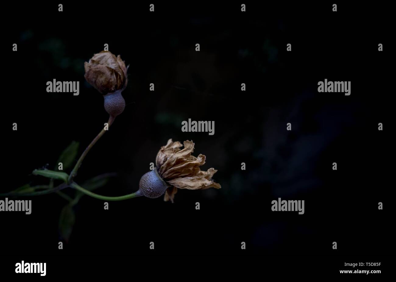 Sere flower hi-res stock photography and images - Alamy