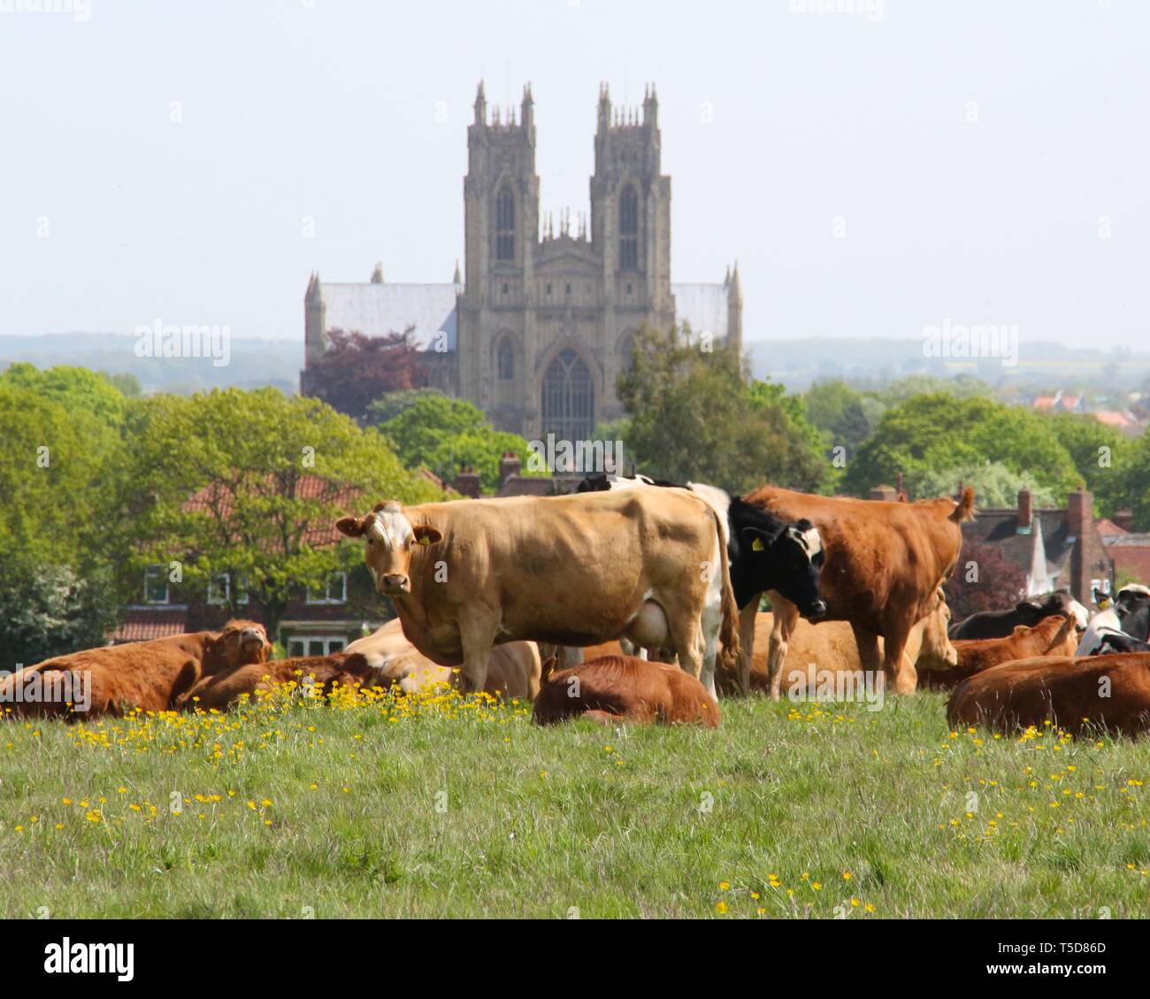 Beverley common hi-res stock photography and images - Alamy