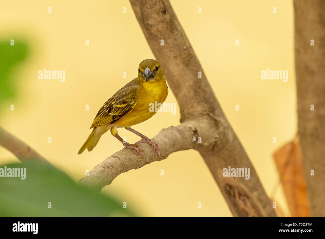 Female weaver bird in nest hi-res stock photography and images - Alamy