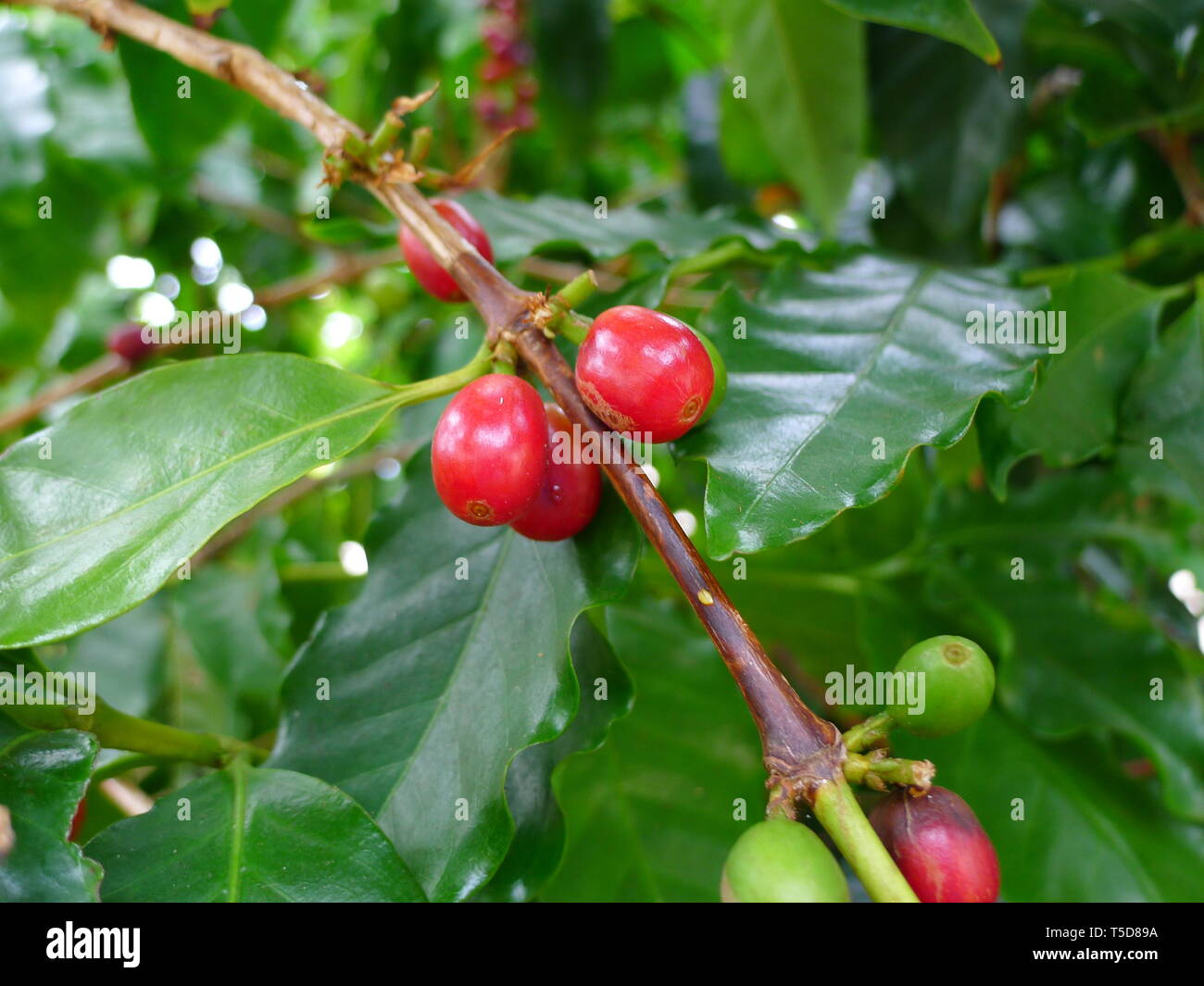 A coffee tree hi-res stock photography and images - Alamy