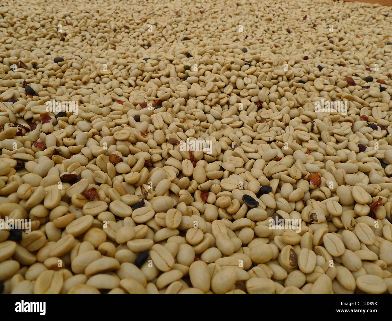 Raw coffee beans on drying rack close view Stock Photo - Alamy