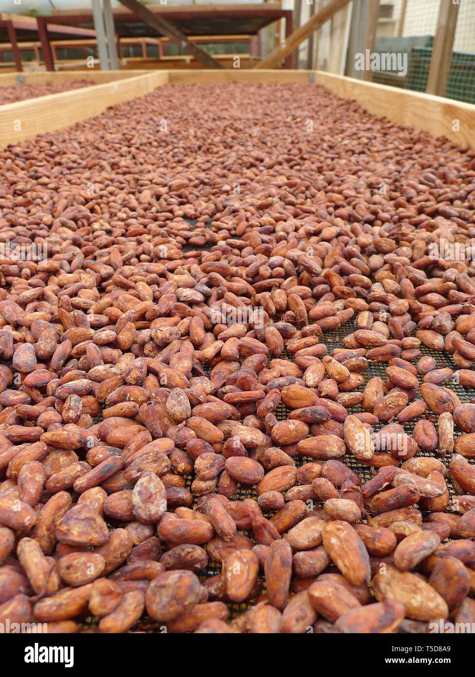 Raw cocoa beans on drying rack Stock Photo - Alamy