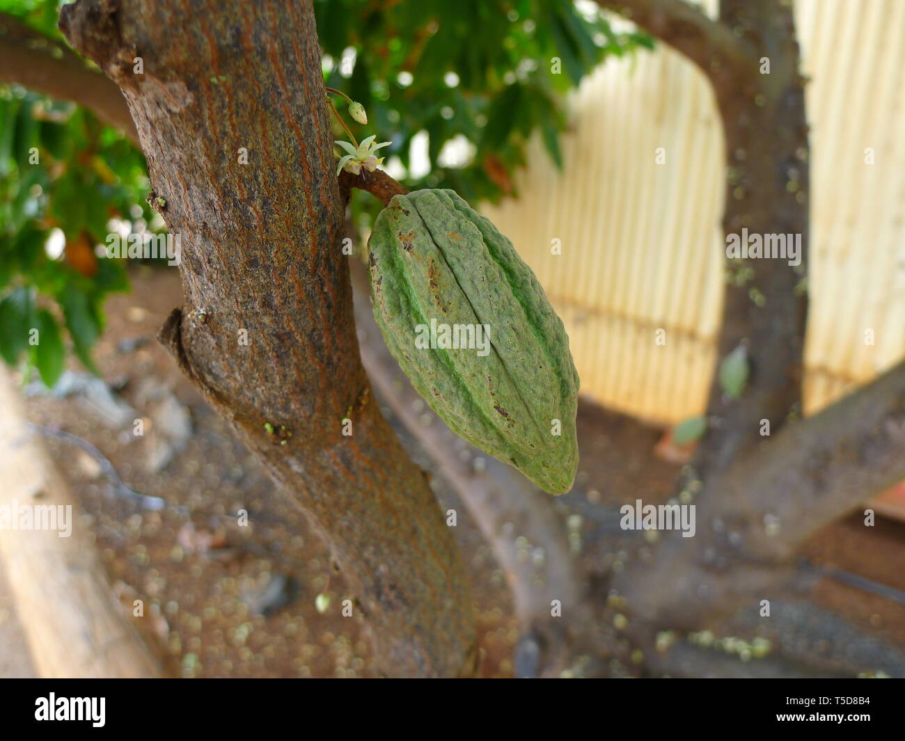 Cacao tree rainforest hi-res stock photography and images - Alamy